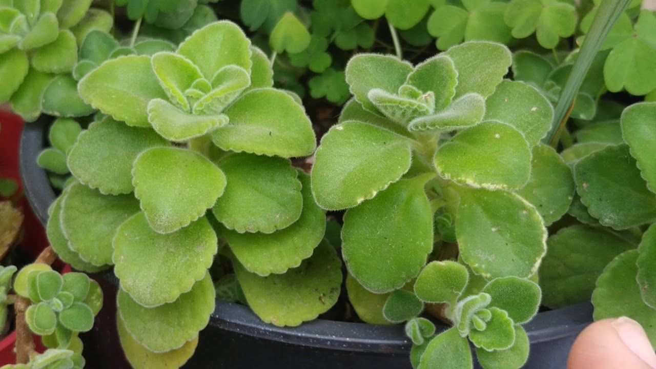 Esta planta te ayudará a descongestionar vías respiratorias - Radio Medios