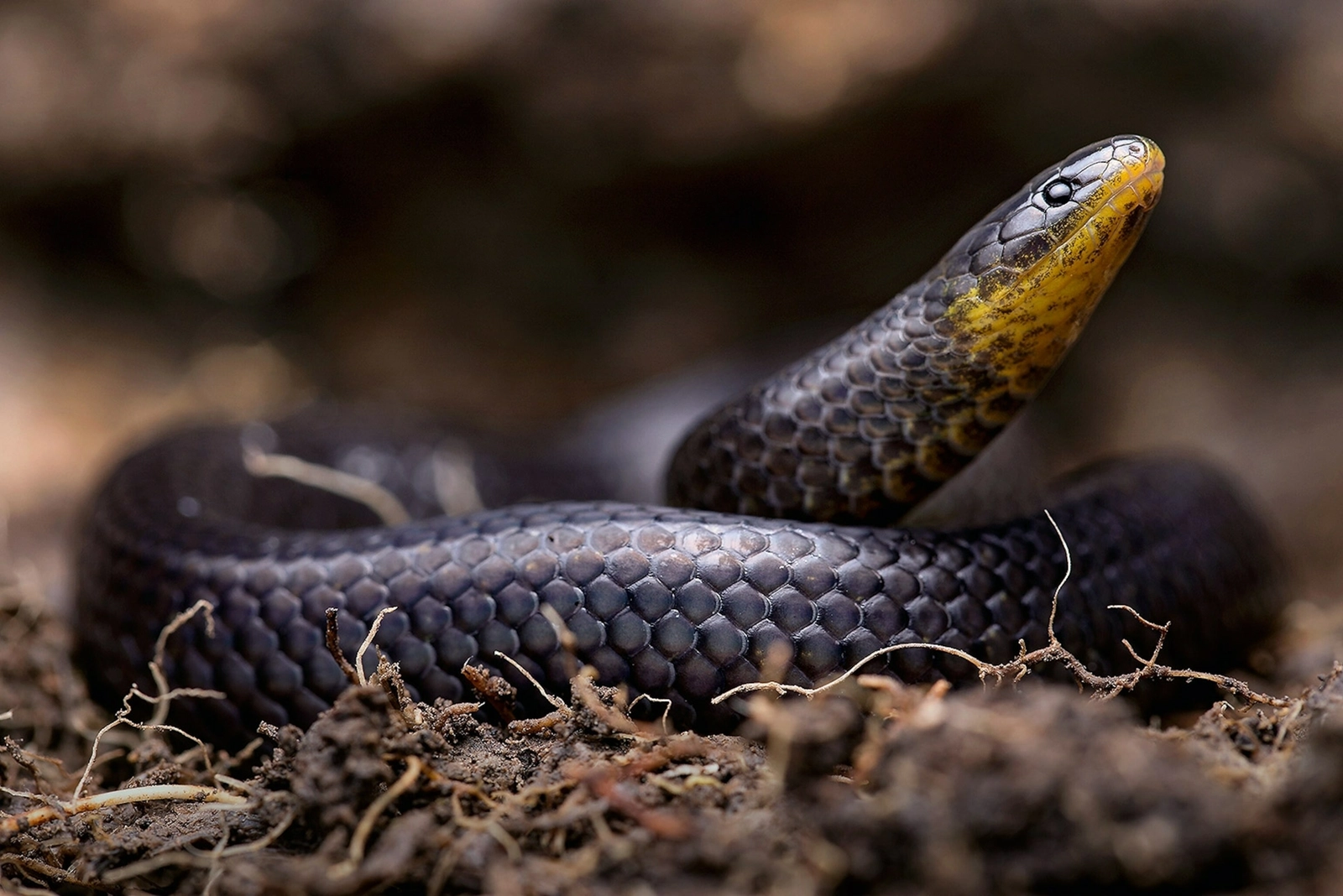 Descubren tres nuevas especies de serpientes en cementerios de Ecuador ...