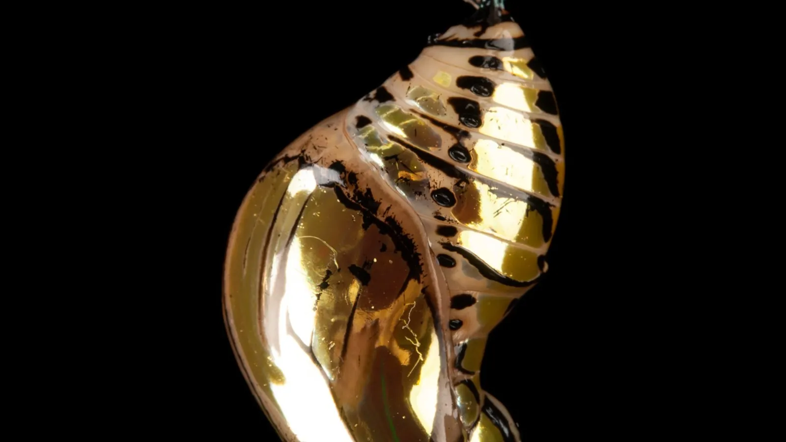 Cómo una oruga se convierte en mariposa: la metamorfosis, explicada ...