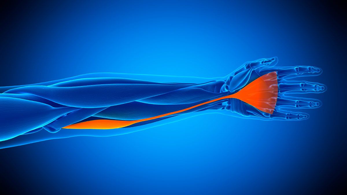 Qué es el músculo palmar largo; ¿es cierto que lo ha perdido el 15% de ...