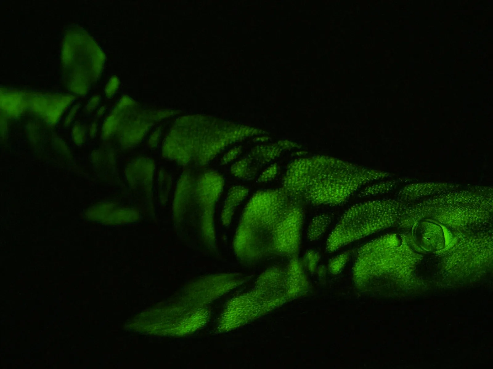 Descubre qué es la biofluorescencia y 4 destinos dónde experimentarla ...