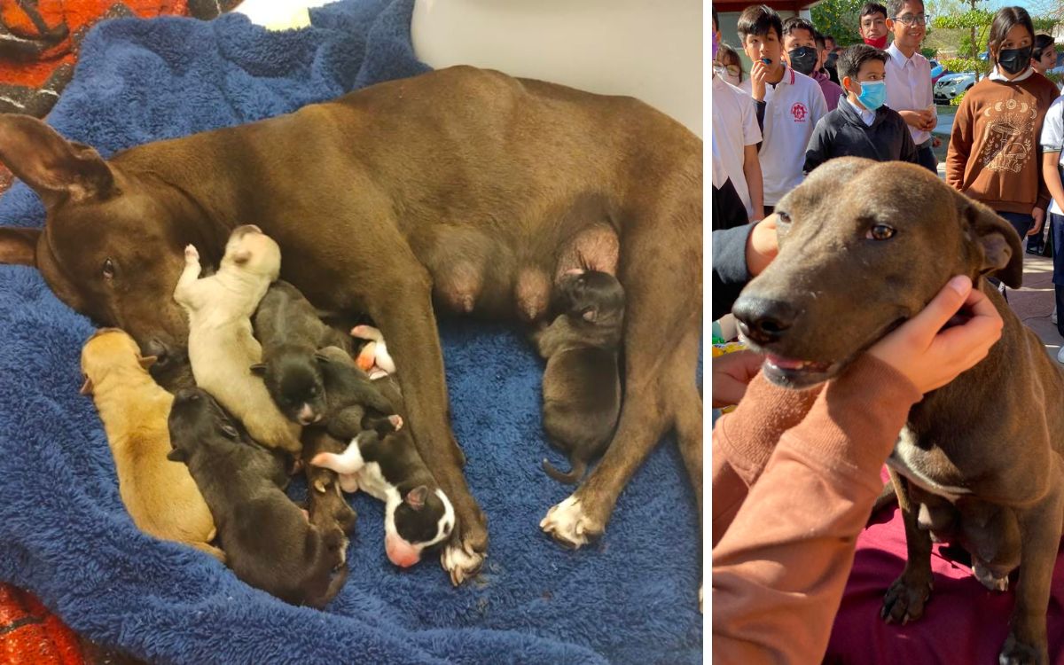 Secundaria adopta y realiza 'baby shower' a perrita; nacen 8 cachorros ...