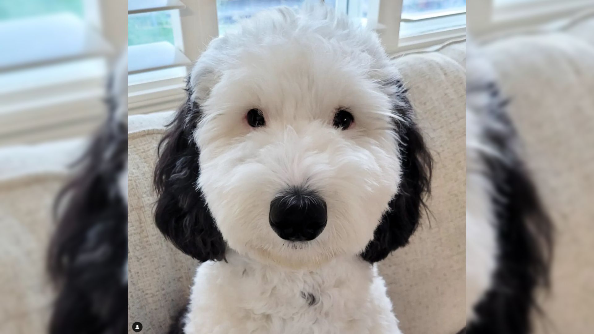 ¡Snoopy es real! Conoce a Bayley, la doble del perro de dibujos animados - La Prensa de Coahuila ...