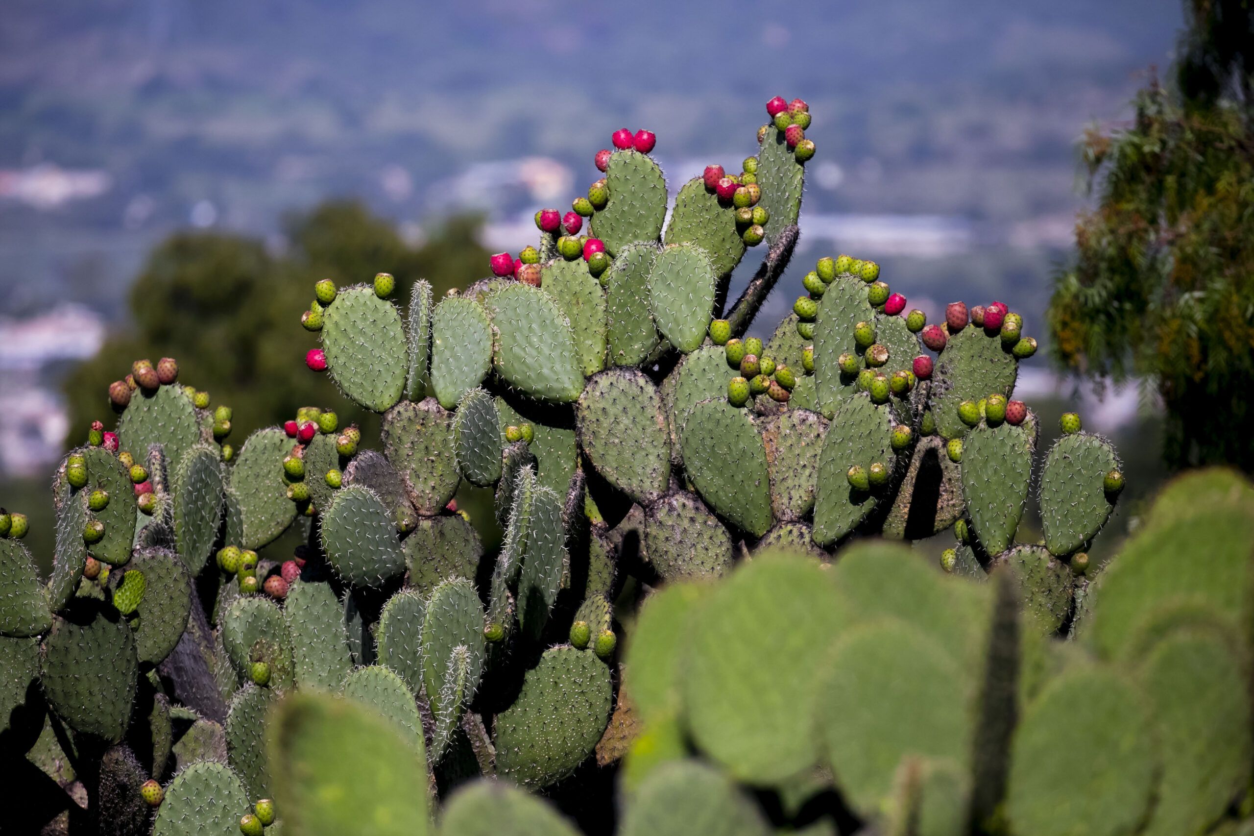 Las magníficas propiedades del nopal para la salud - La Prensa de ...