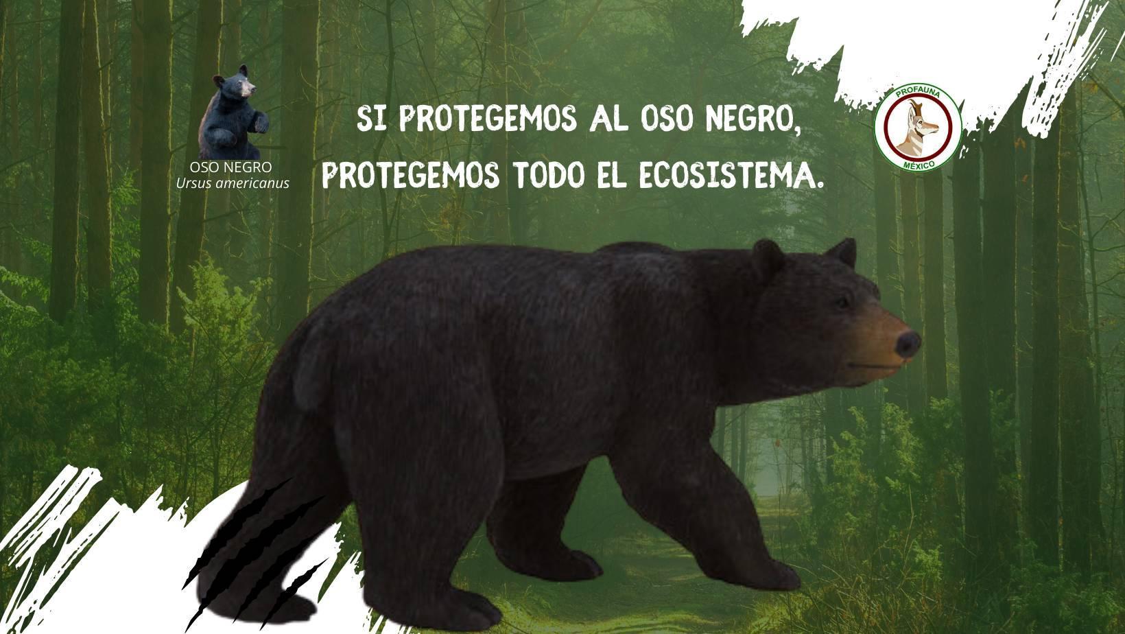 Llama PROFAUNA a proteger oso negro - La Prensa de Coahuila | Noticias ...