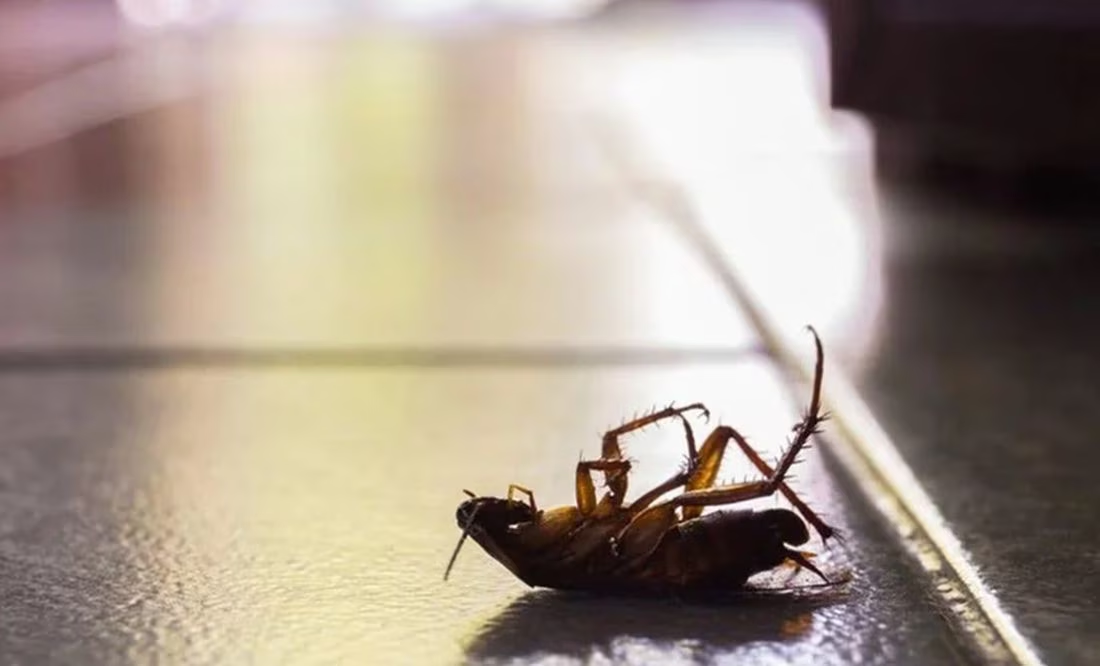 ¿Cómo eliminar a la "súper cucaracha", insecto resistente a químicos ...
