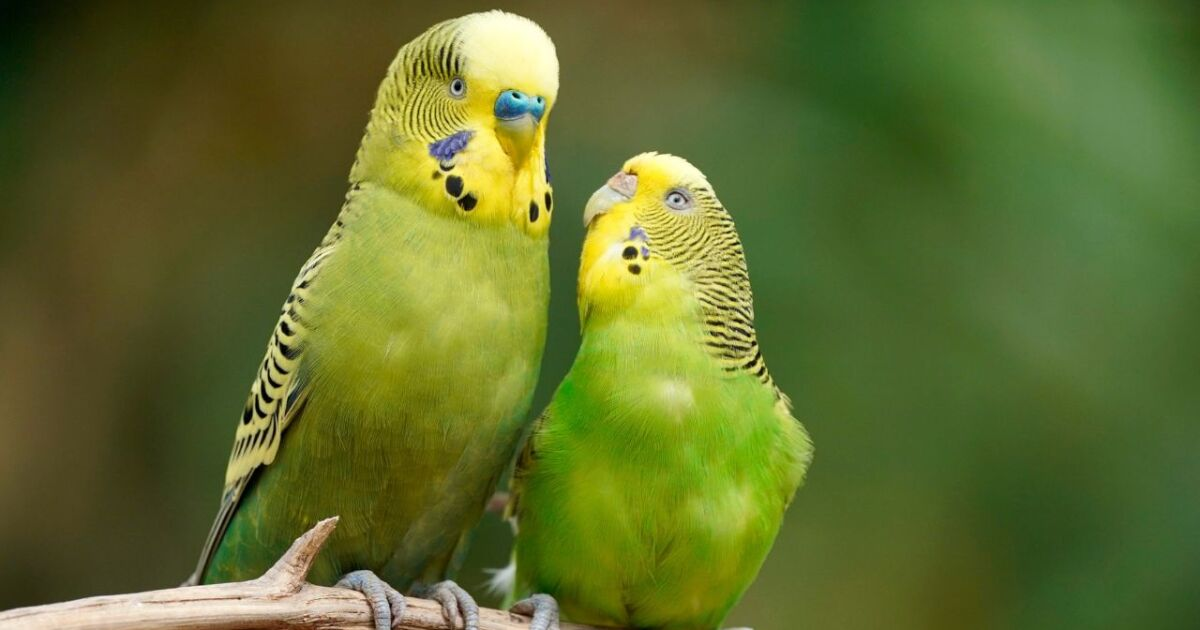 Esta es la multa por tener un perico o loro en casa en México en 2025 ...